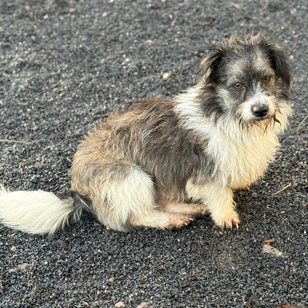 Hunde – Tiere in Not Odenwald e.V.