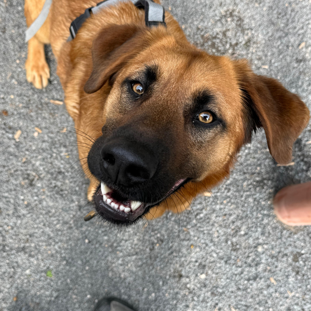 Hunde – Tiere in Not Odenwald e.V.